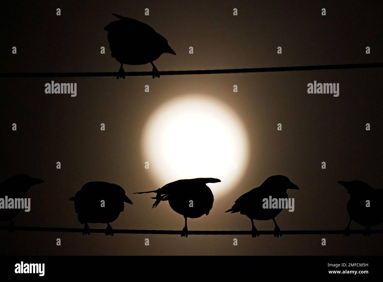 Crows are silhouetted against the rising moon as they perch on a wire ...