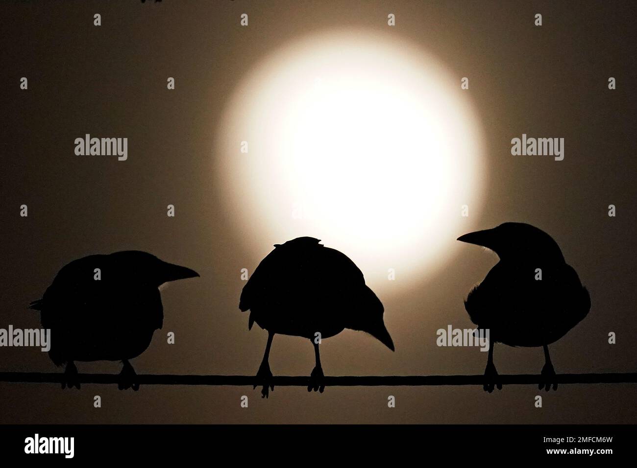 Crows are silhouetted against the rising moon as they perch on a wire ...