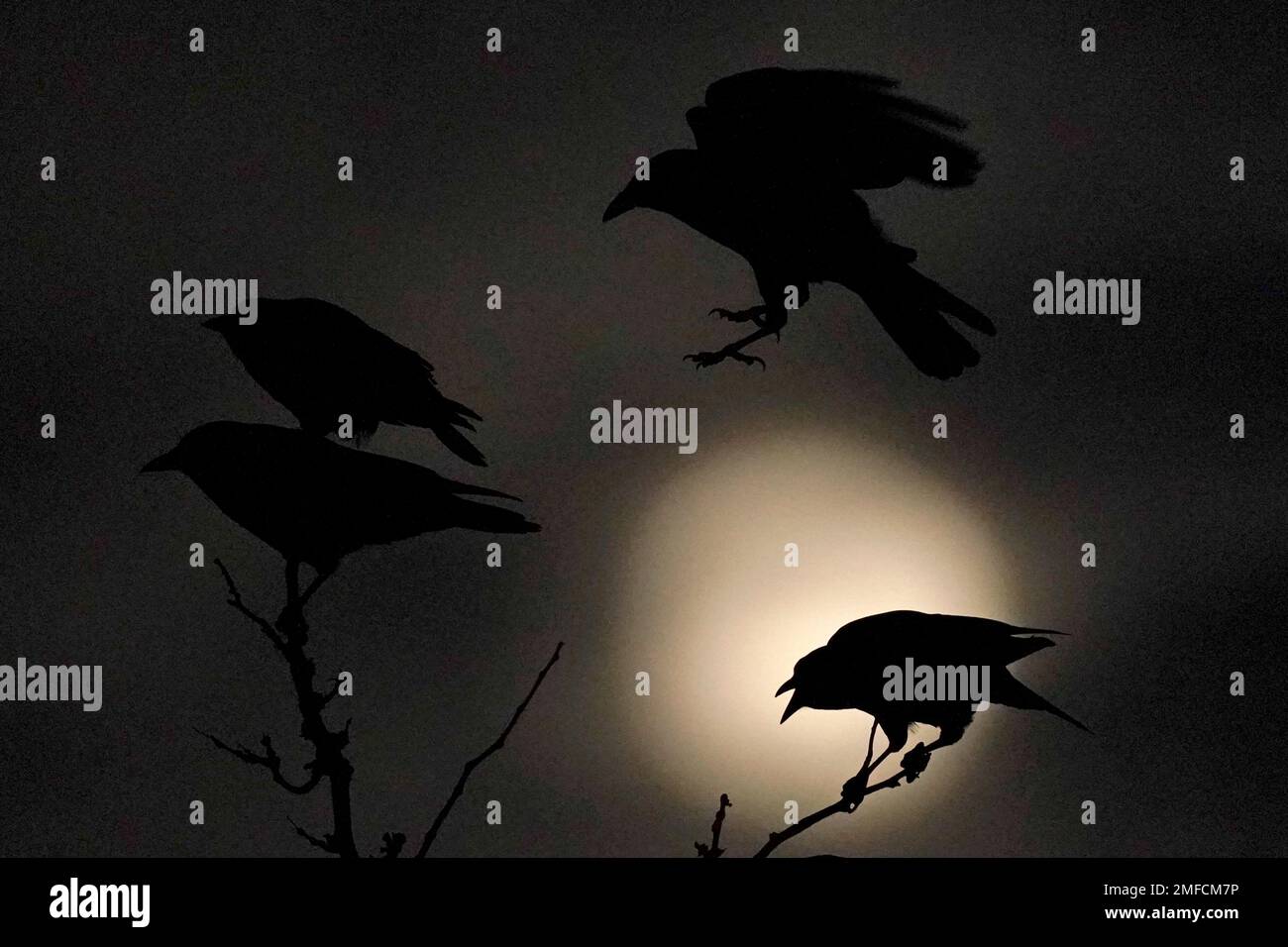 Crows are silhouetted against the rising moon as they perch in a tree ...