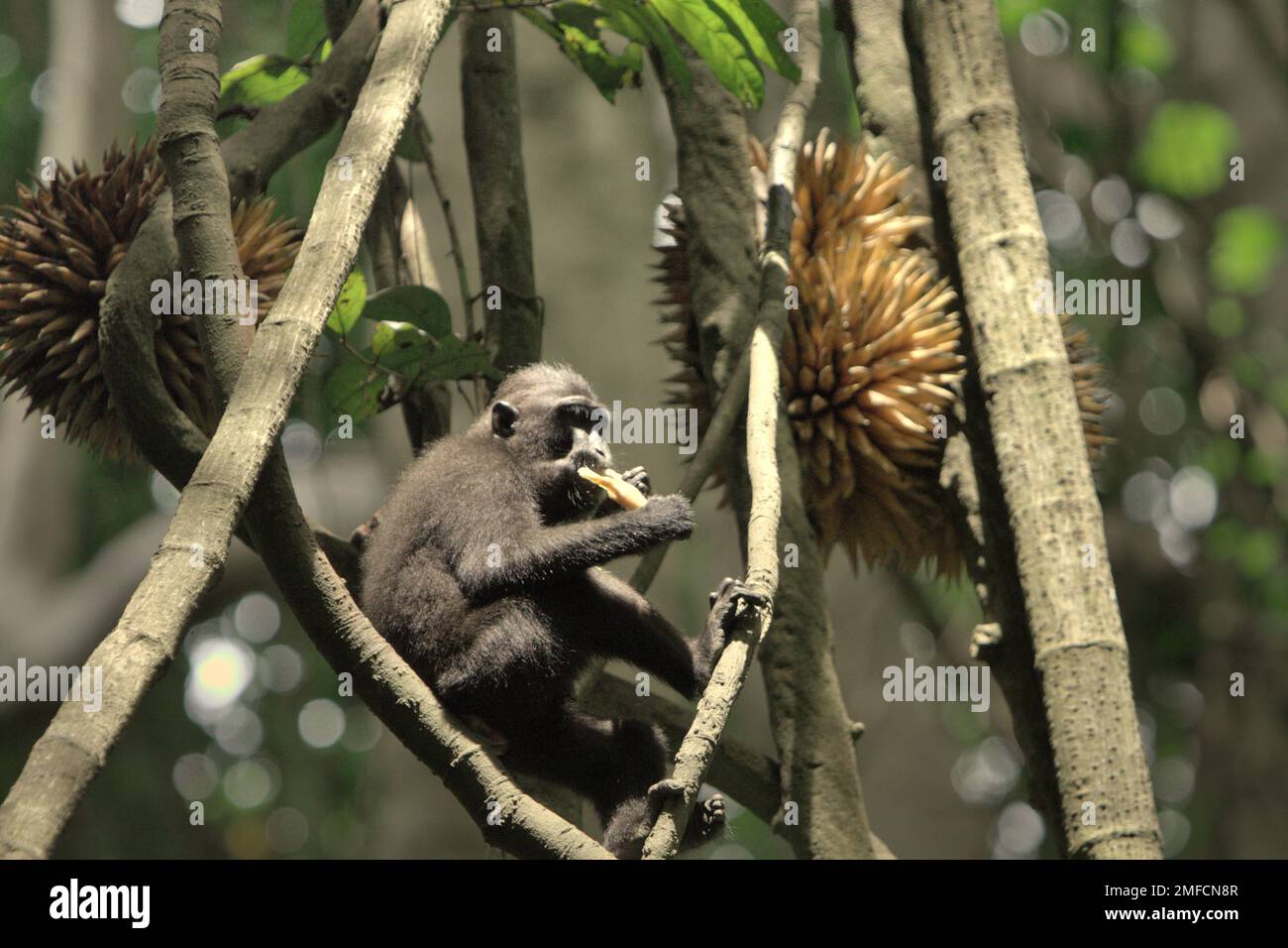 A Sulawesi black-crested macaque (Macaca nigra) is feeding on liana ...