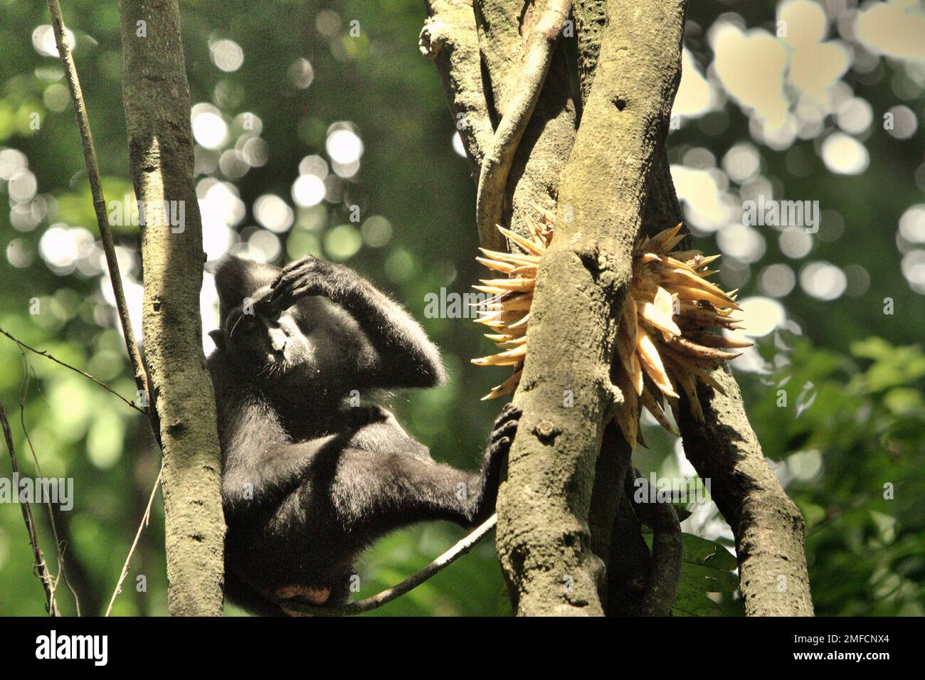A Sulawesi black-crested macaque (Macaca nigra) is sitting on liana ...