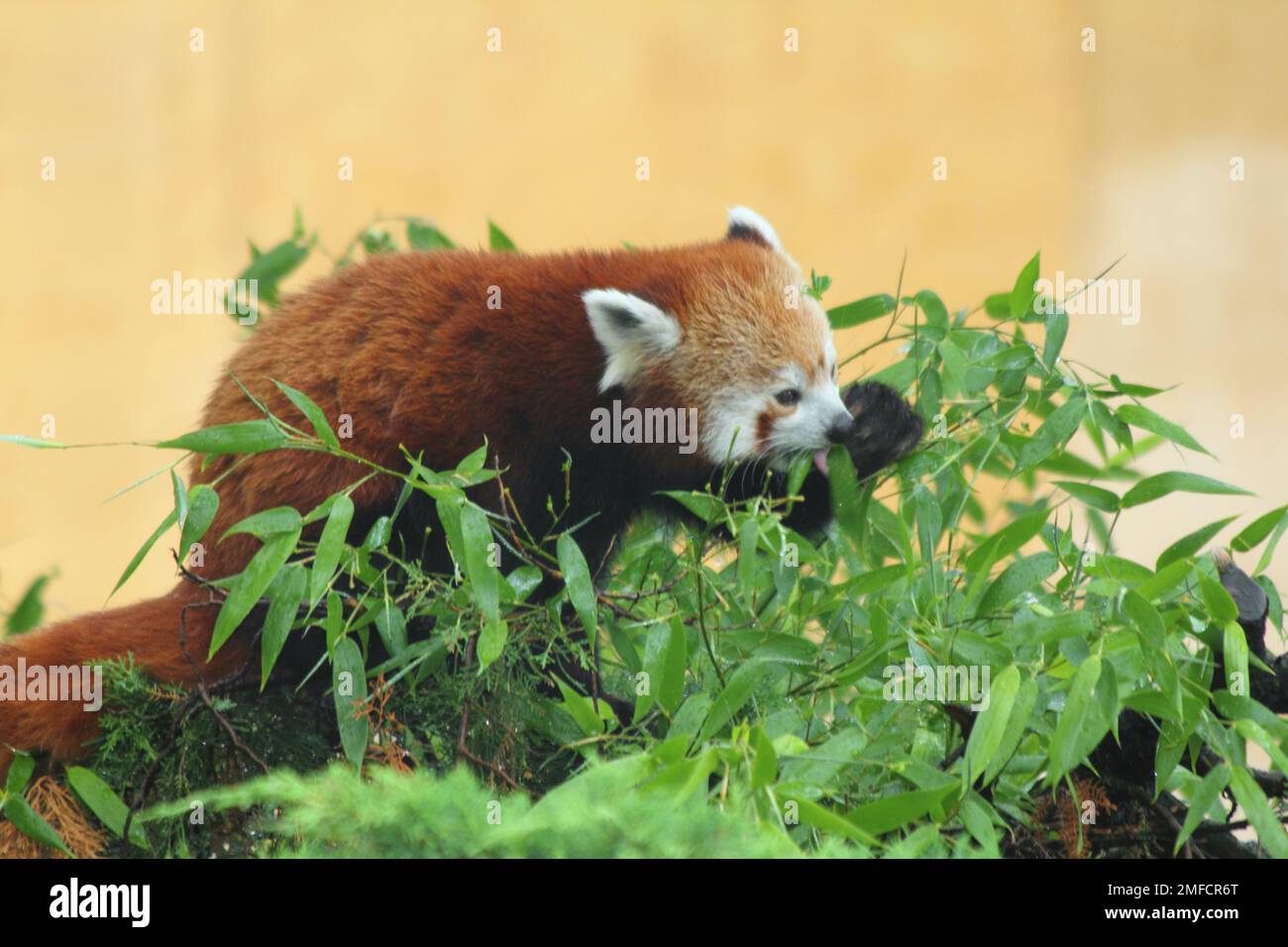 The red panda (Ailurus fulgens), also called the lesser panda, the red ...