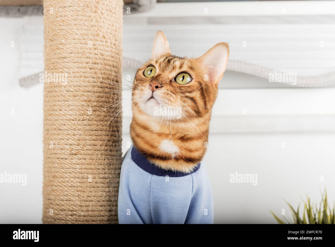 Domestic cat in clothes plays with a cat tree at home Stock Photo - Alamy