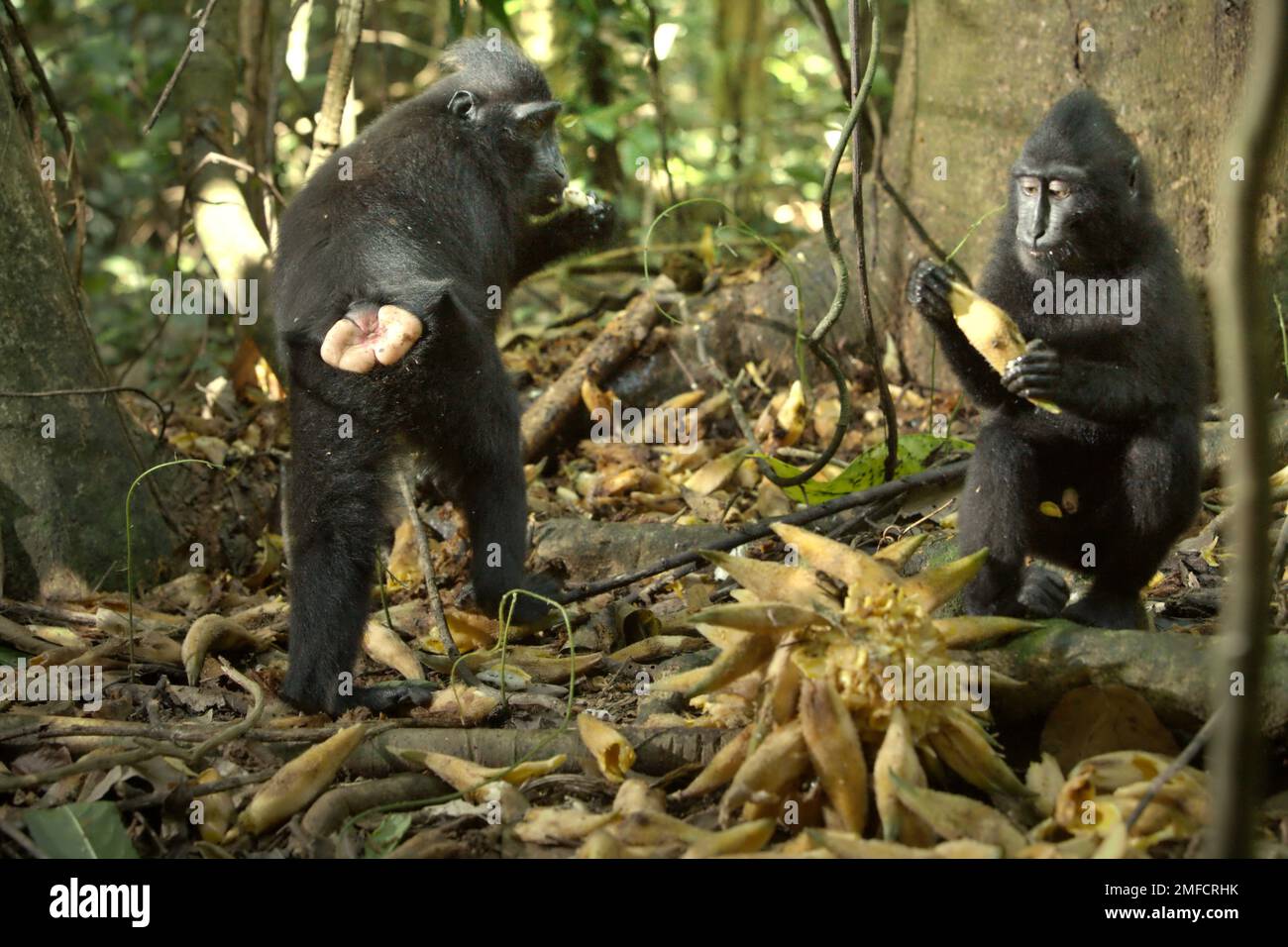 Sulawesi black-crested macaque (Macaca nigra) juveniles are feeding on ...