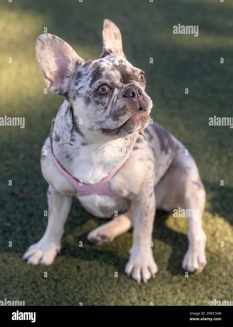 13-Months-Old Blue Merle French Bulldog Female Puppy Sitting and ...