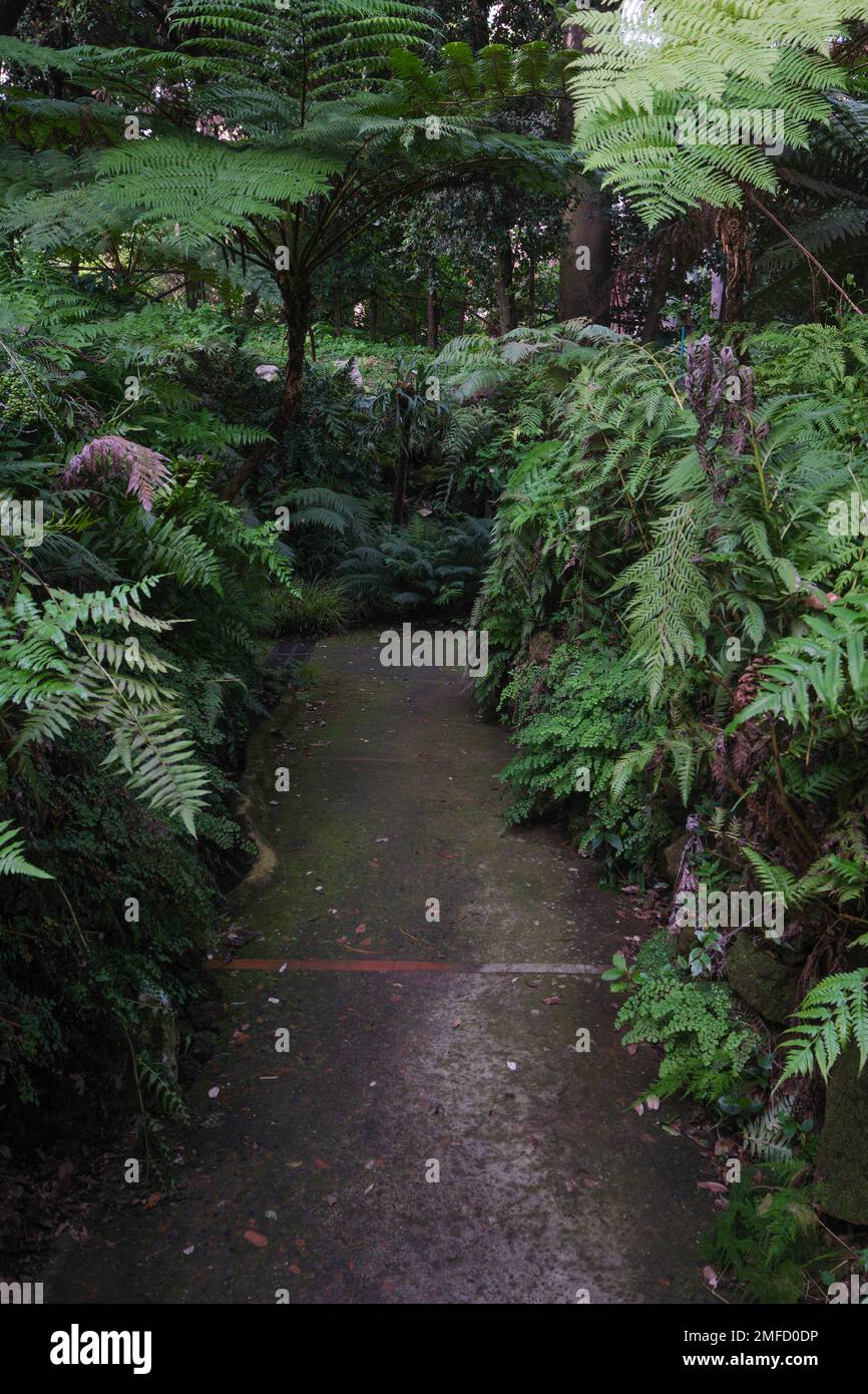 A section featuring dense, tropical jungle flora, including Australian ...