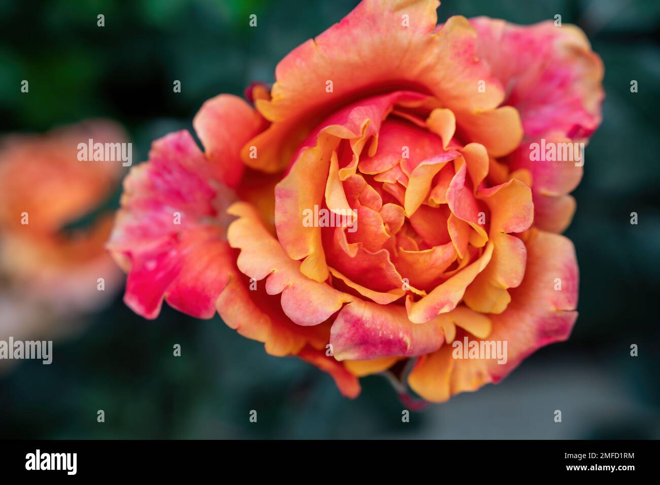 Red and Yellow Rose and Rosebuds in Garden, Close Up, Selective Focus ...