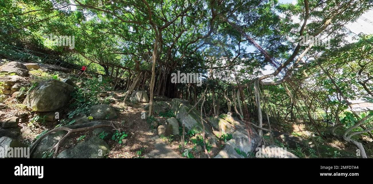huge banyan and its old tree root which cover the sky Stock Photo - Alamy
