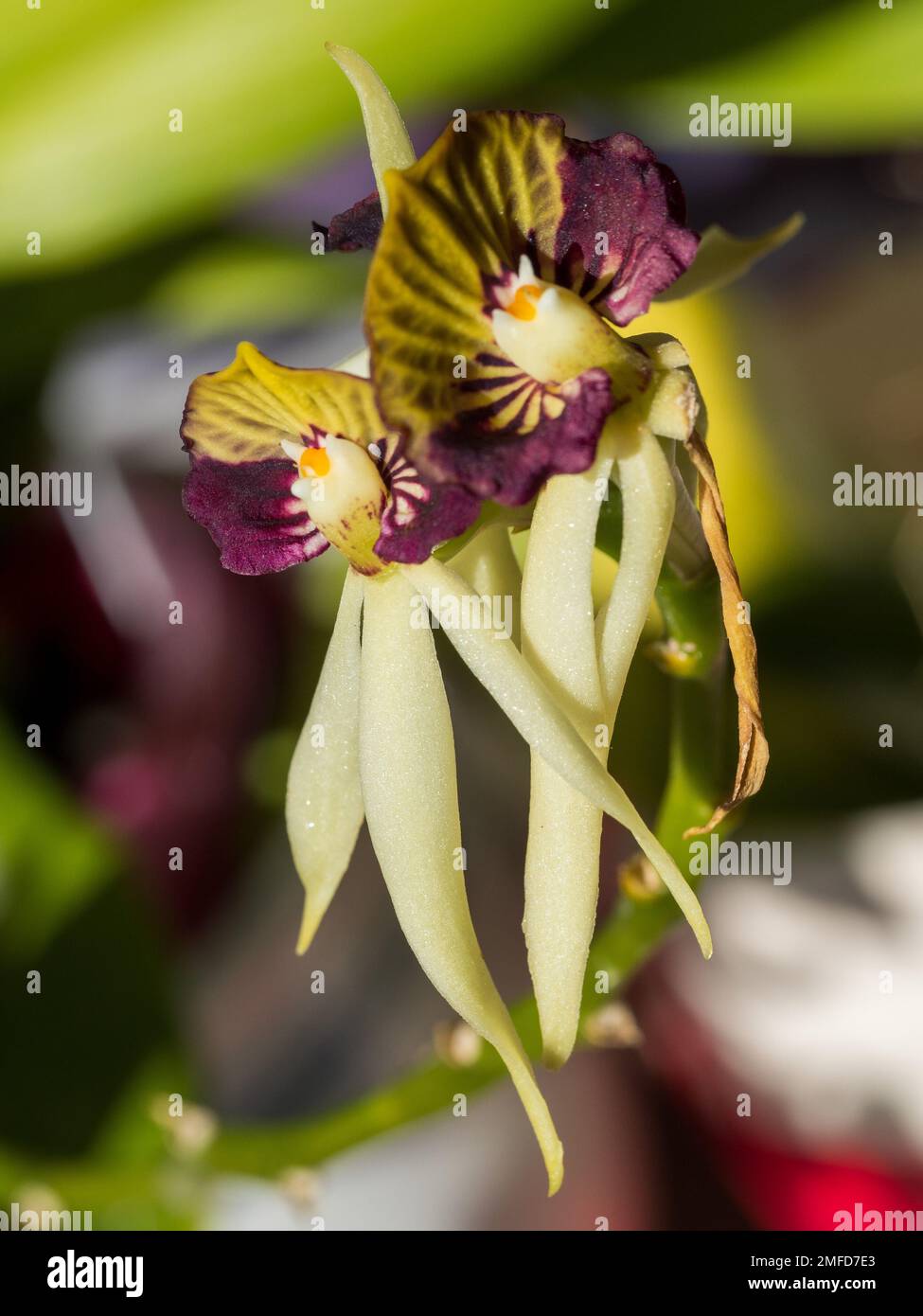 Clam garden australia hi-res stock photography and images - Alamy