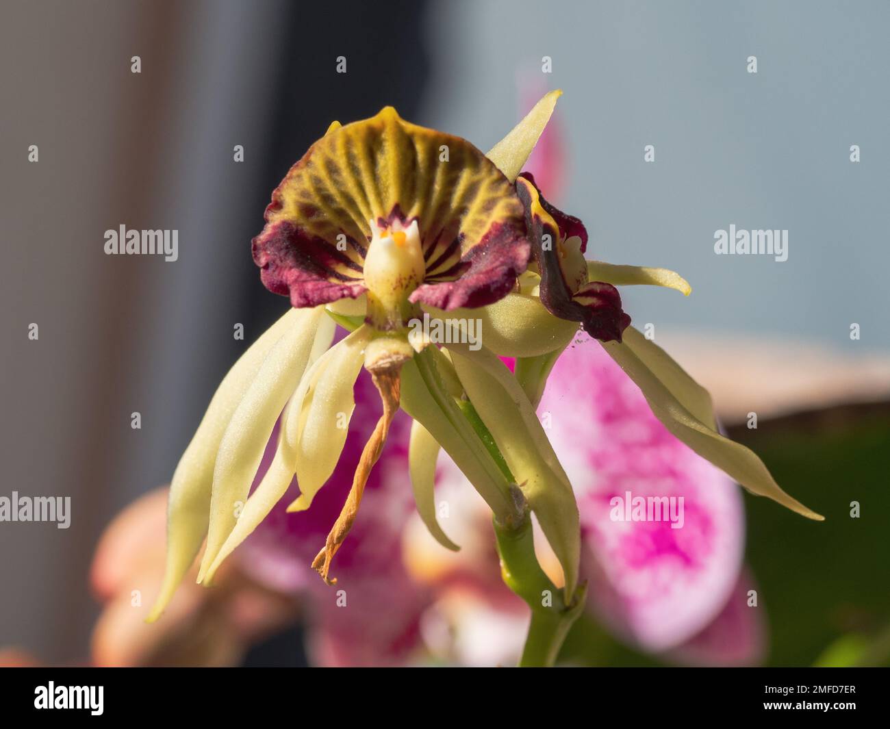 Clam garden australia hi-res stock photography and images - Alamy