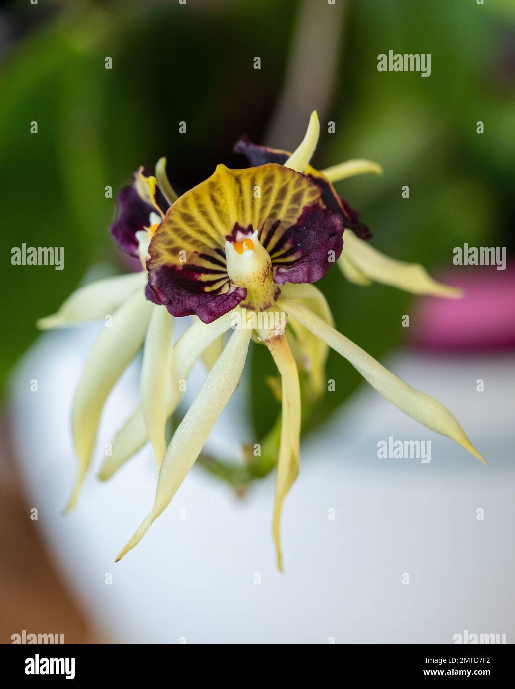 Prosthechea cochleata, Cockleshell Or Black Orchids, alien-looking ...