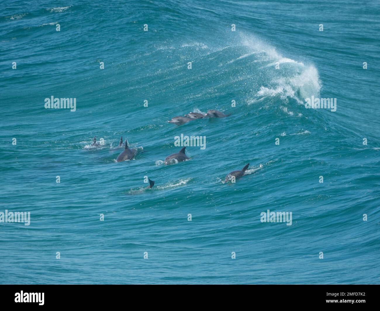 An amazing pod of wild Shiny grey Bottlenose. Dolphins surfing together ...