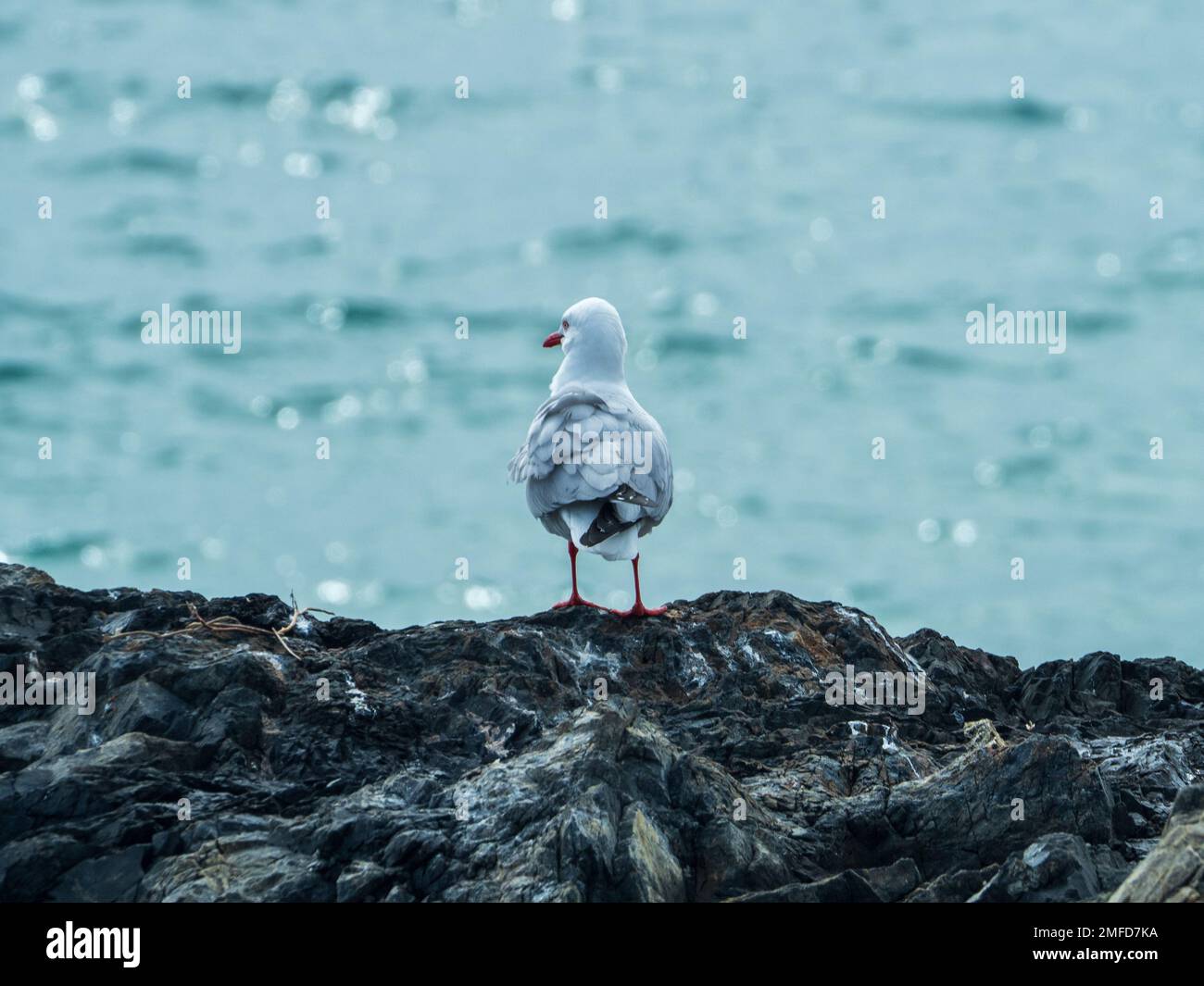 Birds, portrait of an Australian Silver Gull Seagull standing on some ...