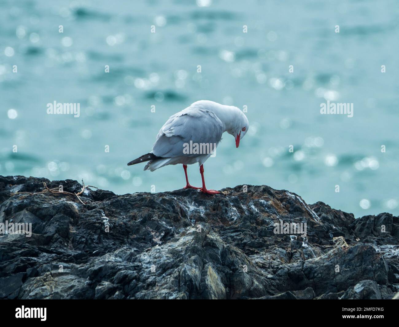 Birds, an Australian Silver Gull Seagull standing on some rocks looking ...
