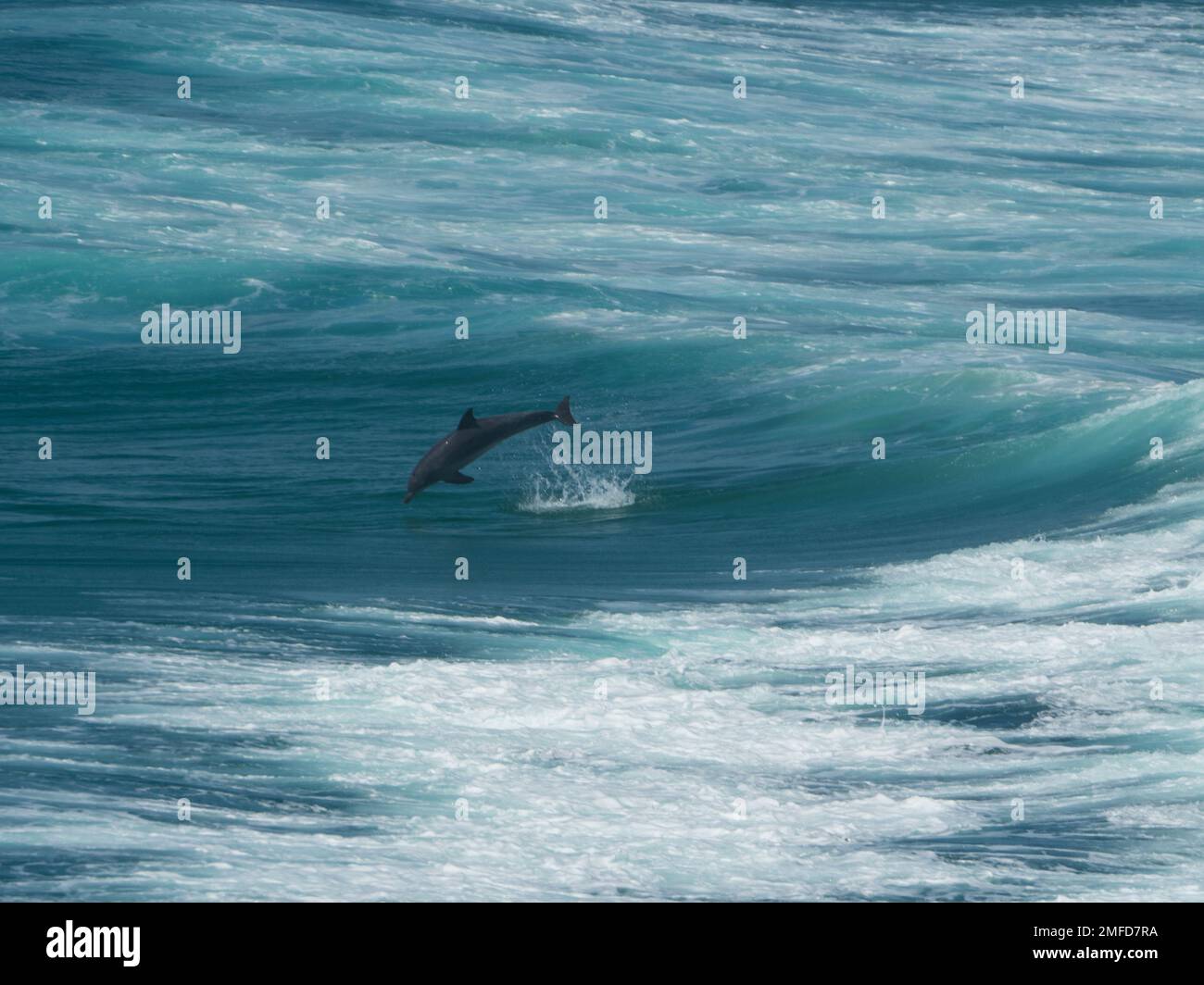 A Bottlenose Dolphin making a splash as it dives into the sea water off ...