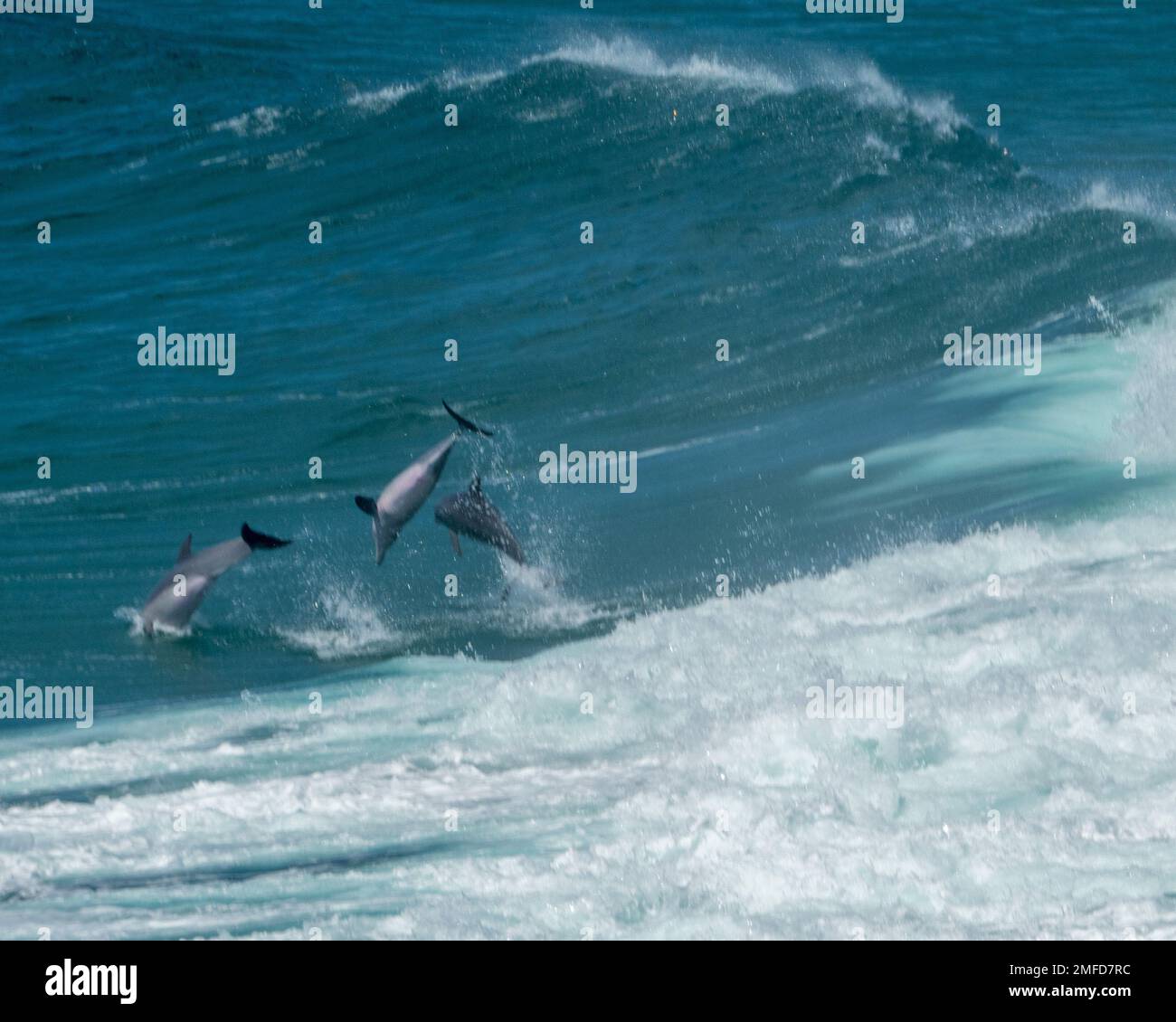 Three Bottlenose Dolphins playing, splashing as they diving into the ...