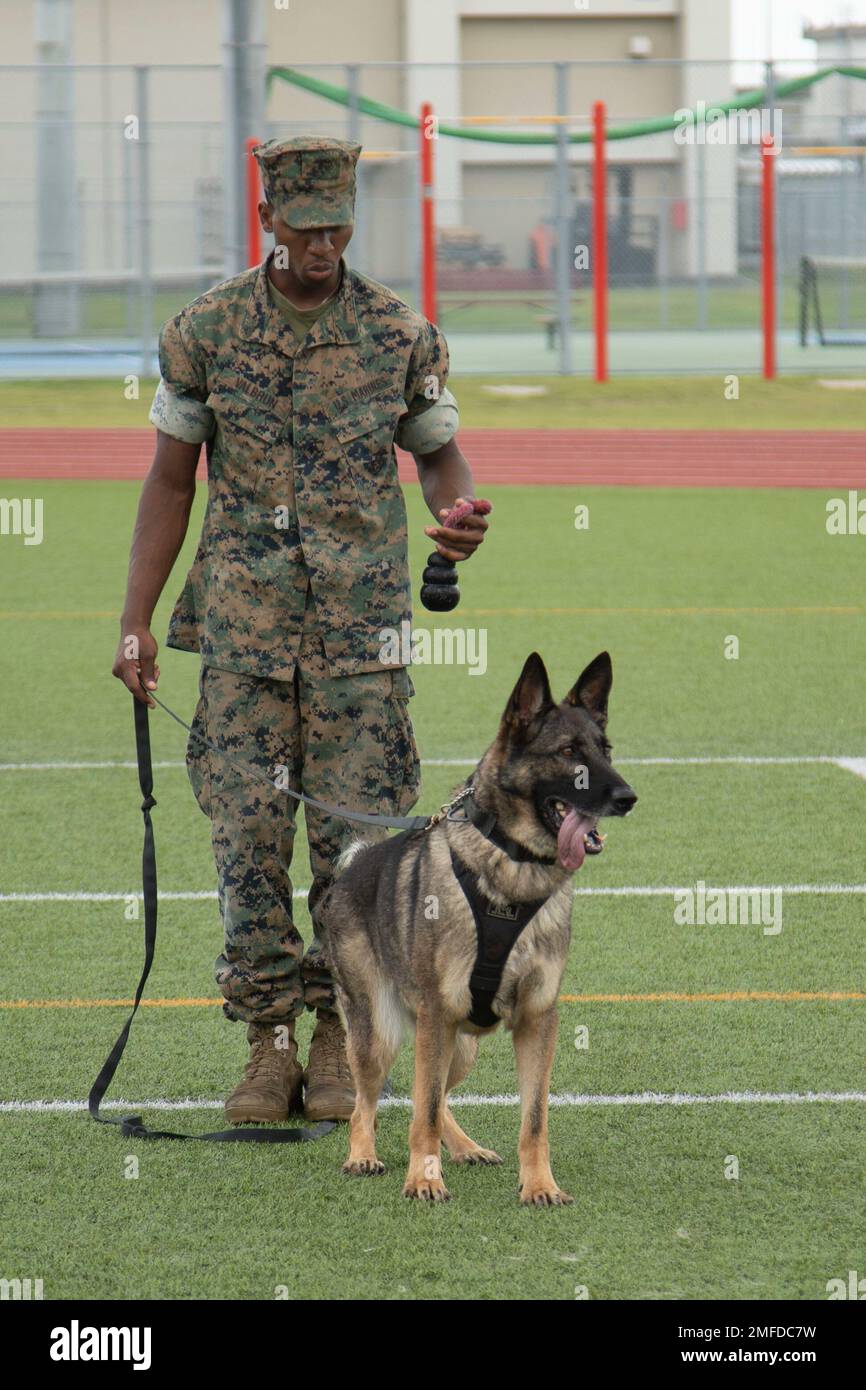 Marine Corps Dog Handler NAS Oceana Military Working Dog Misa Retires