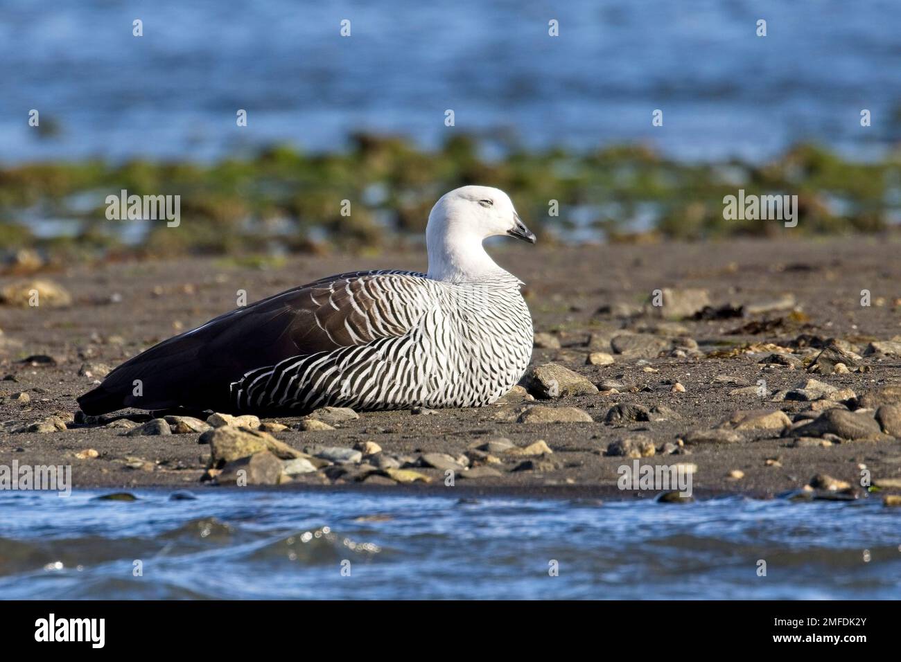 Upland Goose, (Chloephaga picta), male sitting, roosting on a beach ...