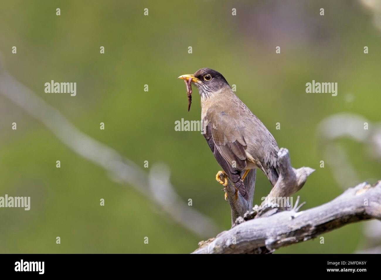 Austral Thrush, (Turdus falcklandii), adult collecting worms for ...