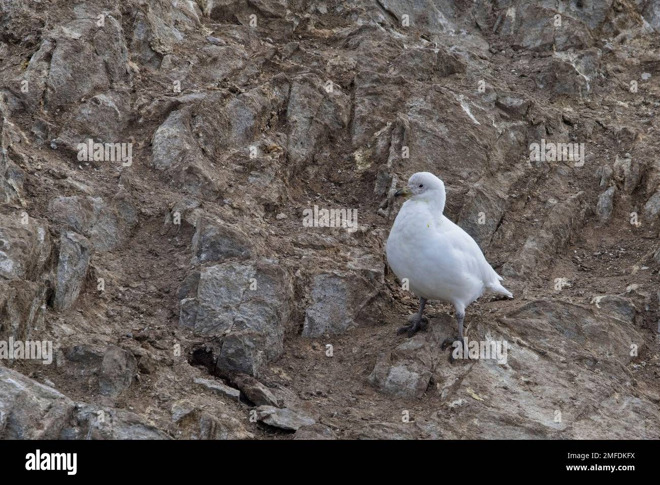 Snowy Sheathbill, (Chionis albus), standing on a rocky island in the ...