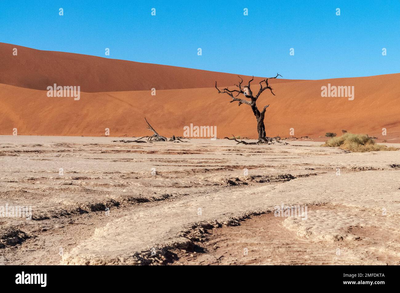 Landscape shot of the iconic dead trees of the Namibian deadvlei area ...