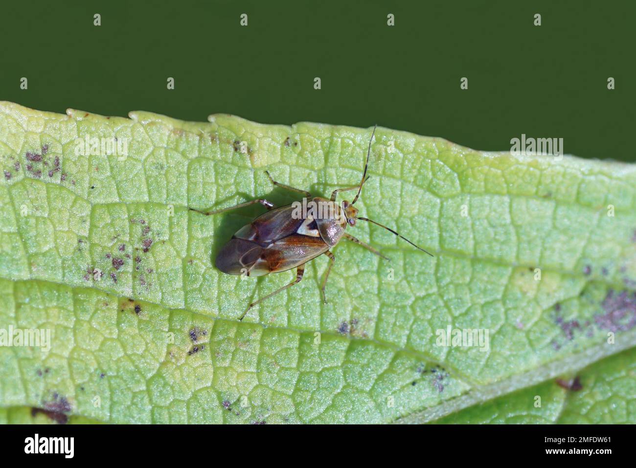 Closeup of a small plantbug Lygus pratensis. Tribe: Mirini, subfamily ...