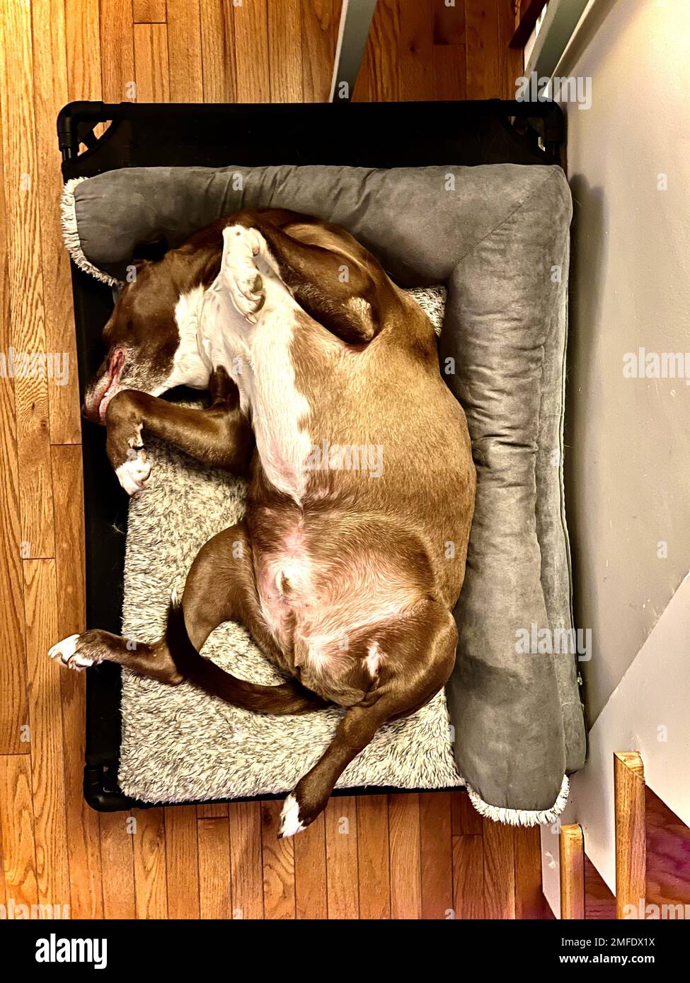 A top view of a Pit bull lying in its bed on wooden floor Stock Photo ...