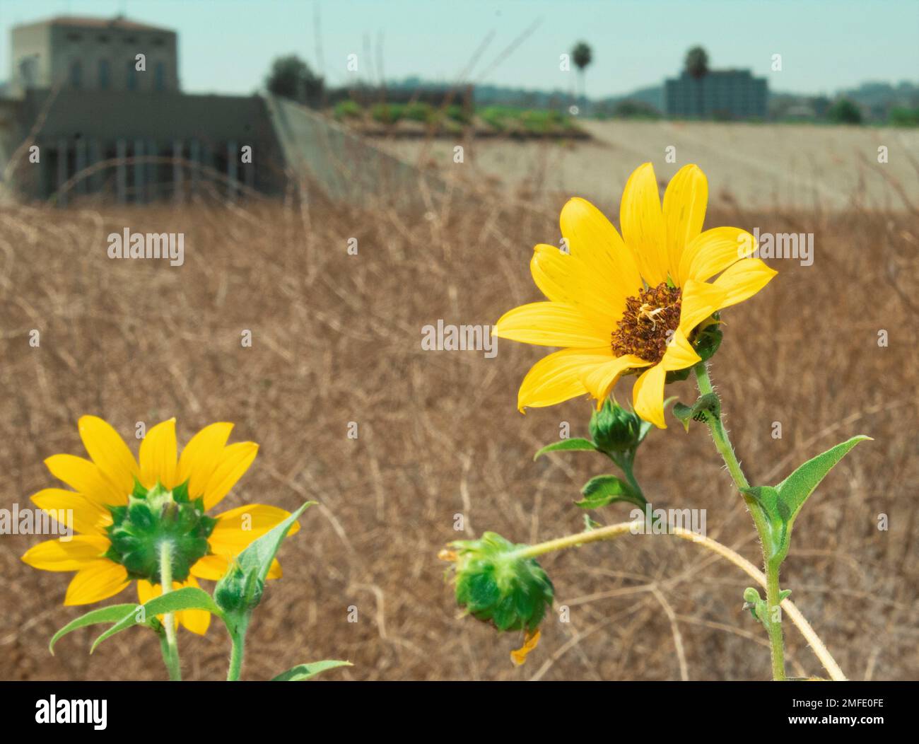 ENCINO, California – A common sunflower grows along a walking path at ...