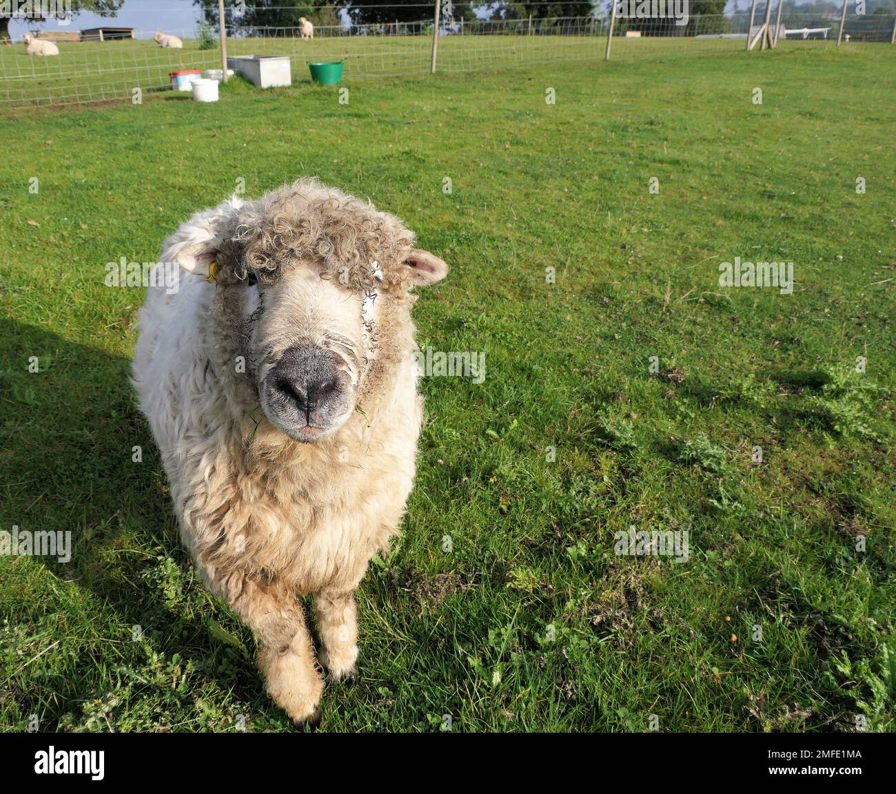 Alpaca assisted activities hi-res stock photography and images - Alamy