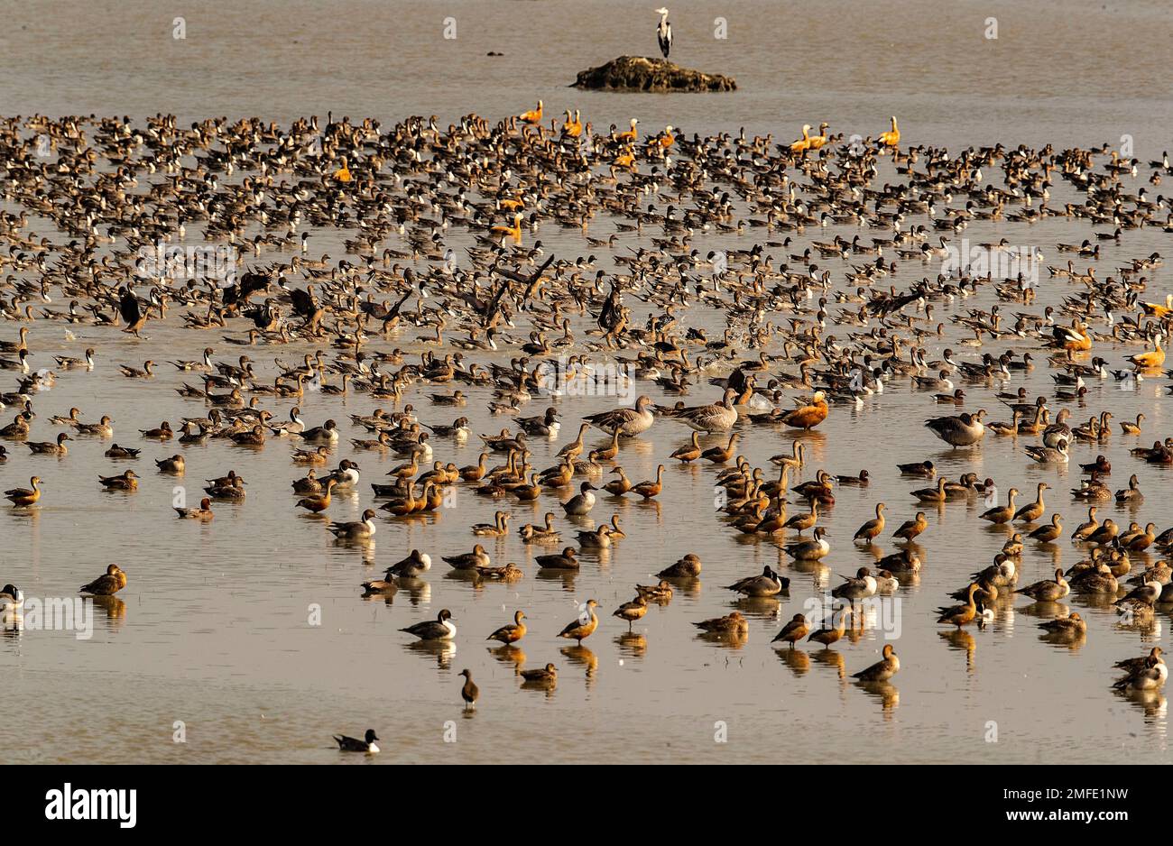 Migratory birds are seen in a wetland in Pobitora wildlife sanctuary on ...