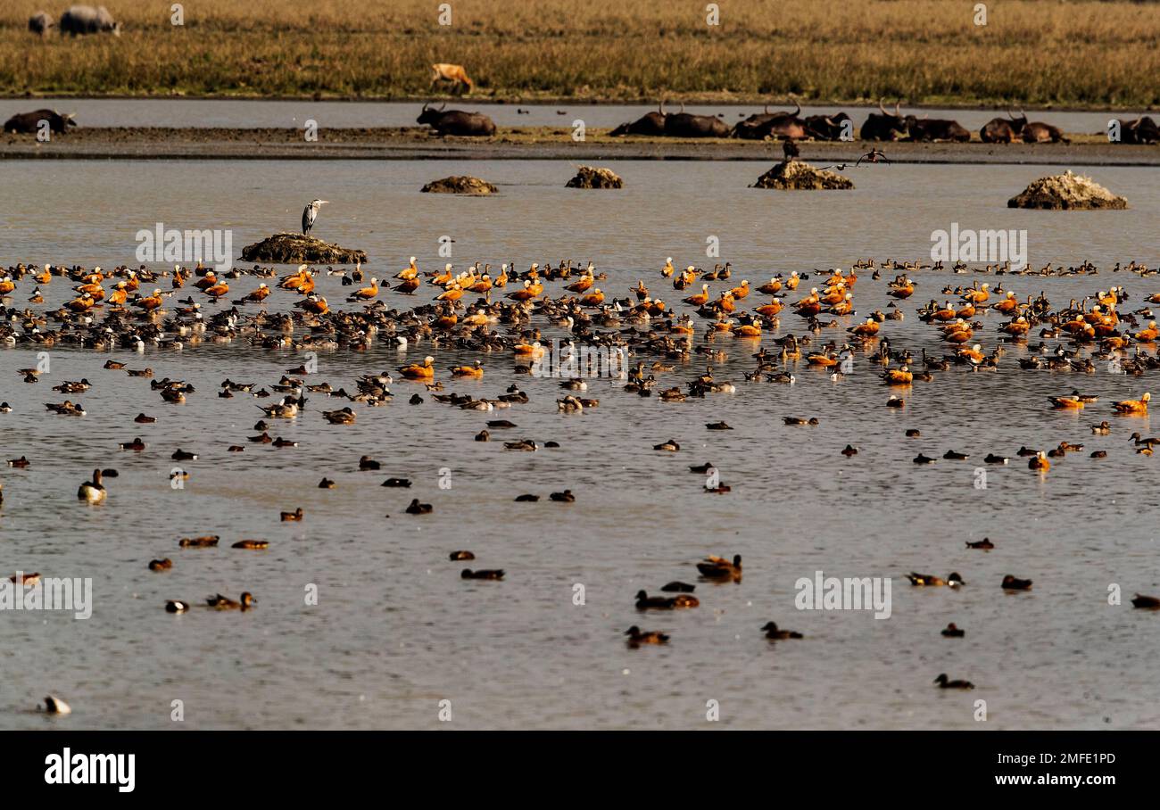 Migratory birds are seen in a wetland in Pobitora wildlife sanctuary on ...