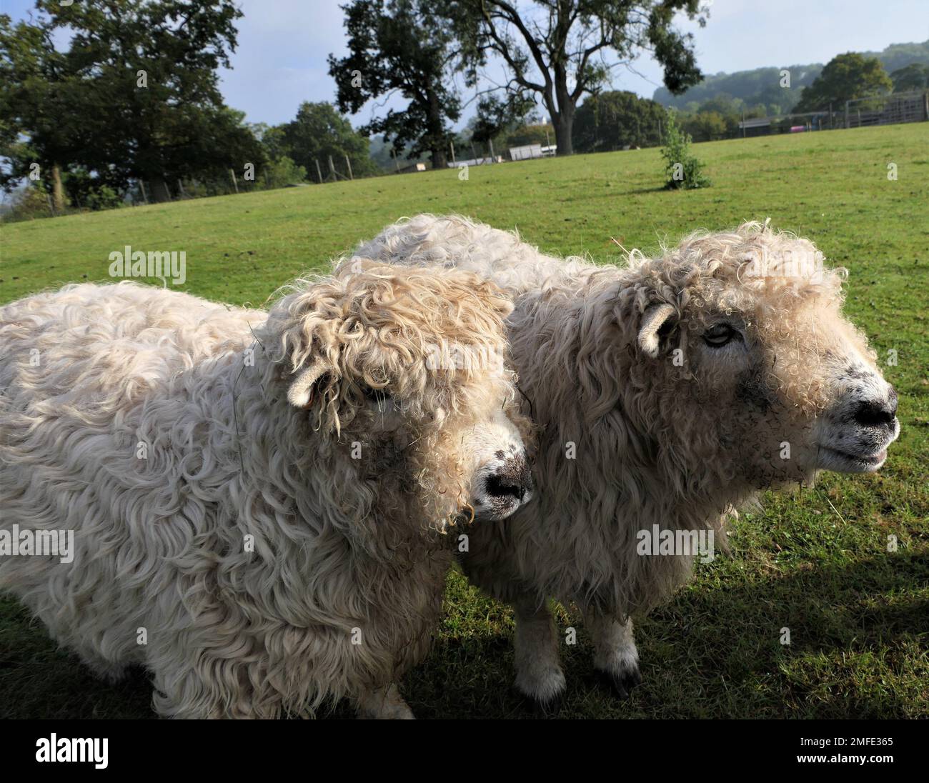 Alpaca assisted activities hi-res stock photography and images - Alamy