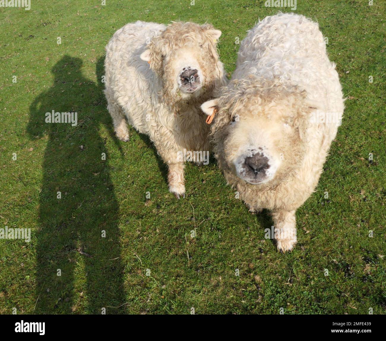 Shot of two sheep, both looking to camera, photographed in the UK at ...