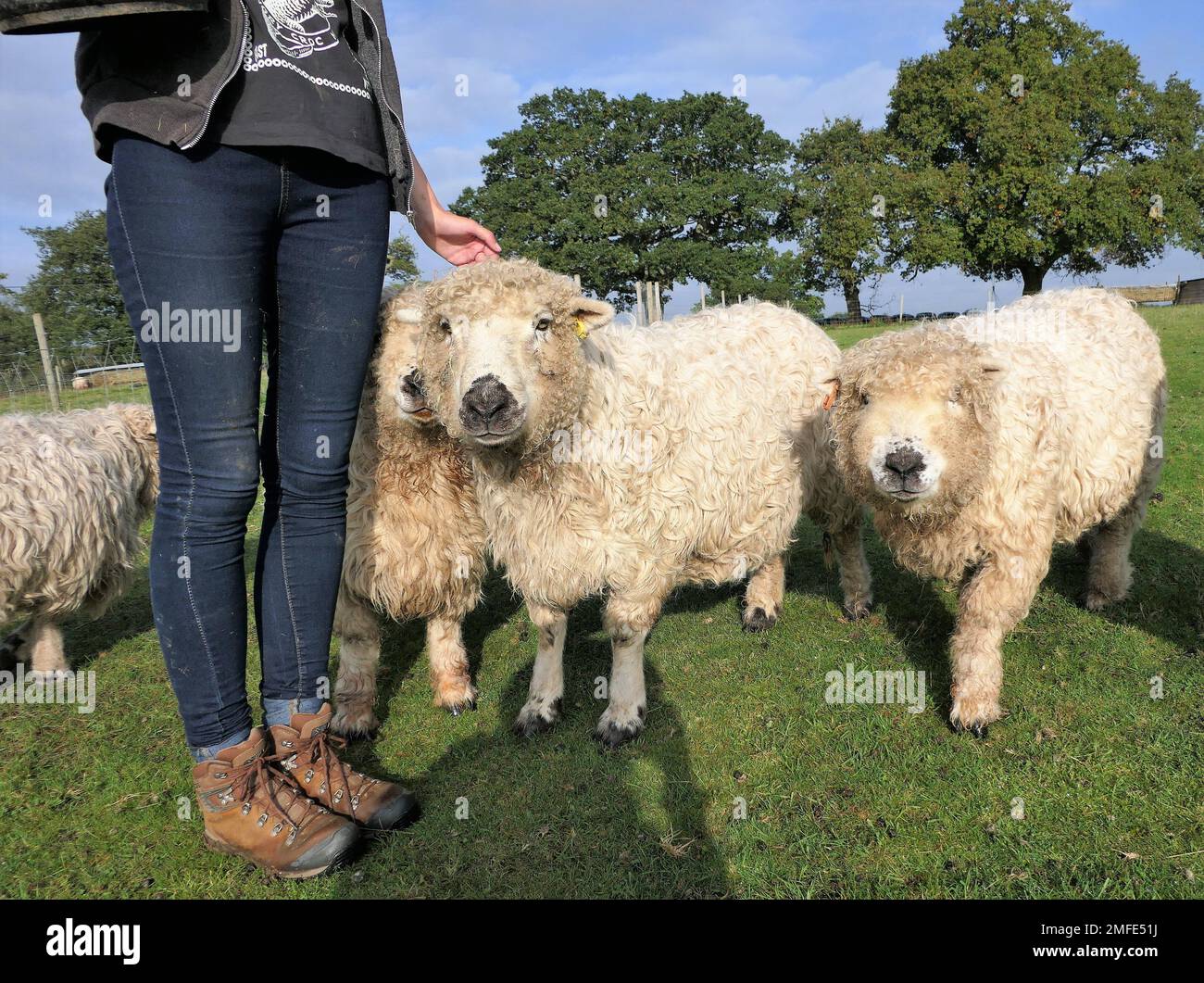 Alpacas and sheep hi-res stock photography and images - Alamy