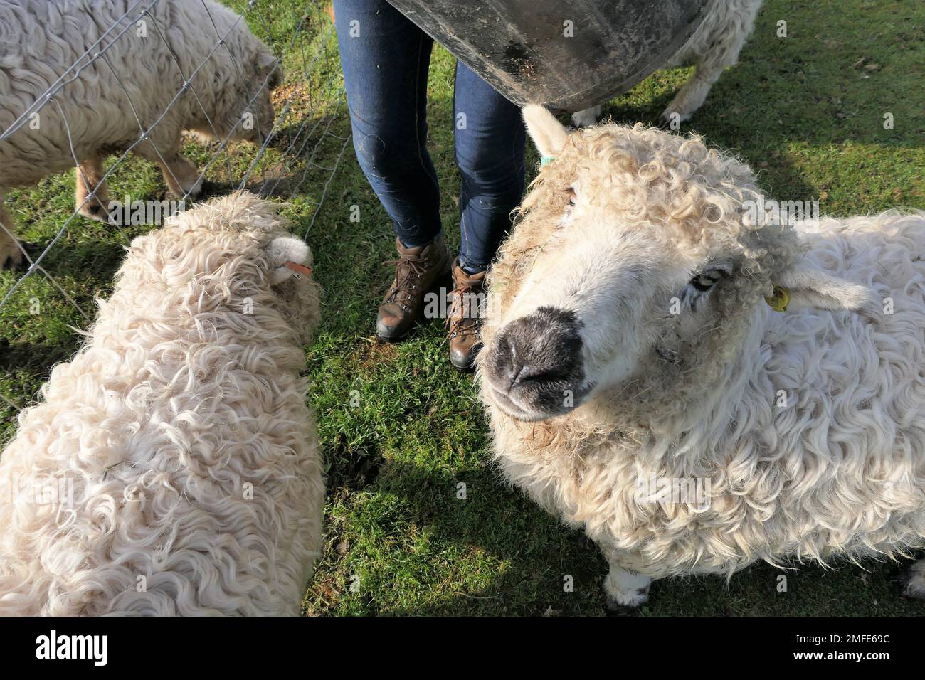 Alpacas and sheep hi-res stock photography and images - Alamy