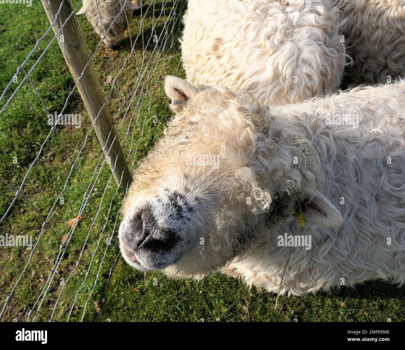Alpacas and sheep hi-res stock photography and images - Alamy