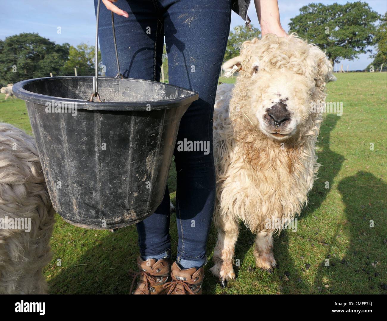 Alpacas and sheep hi-res stock photography and images - Alamy