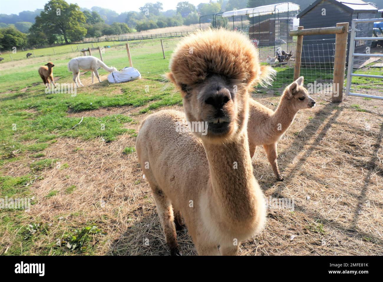 Meet alpacas hi-res stock photography and images - Alamy