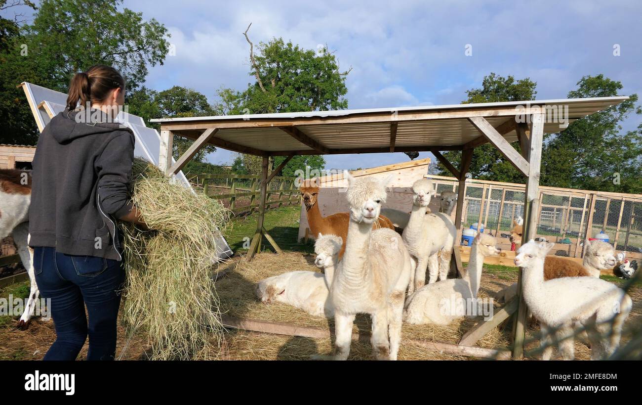 Working family alpaca farm hi-res stock photography and images - Alamy