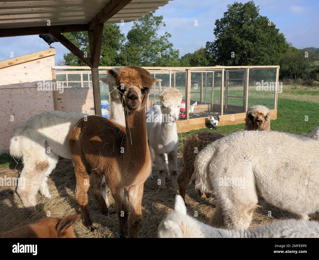 Meet alpacas hi-res stock photography and images - Alamy