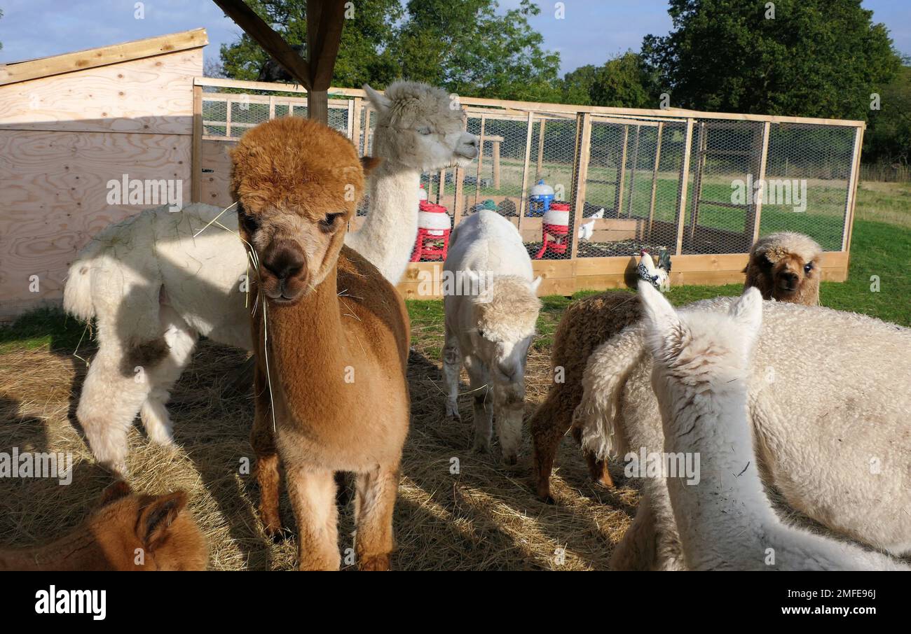 Meet alpacas hi-res stock photography and images - Alamy