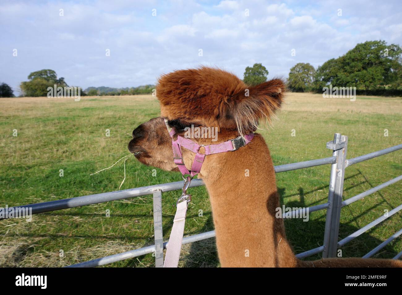 Alpaca assisted activities hi-res stock photography and images - Alamy