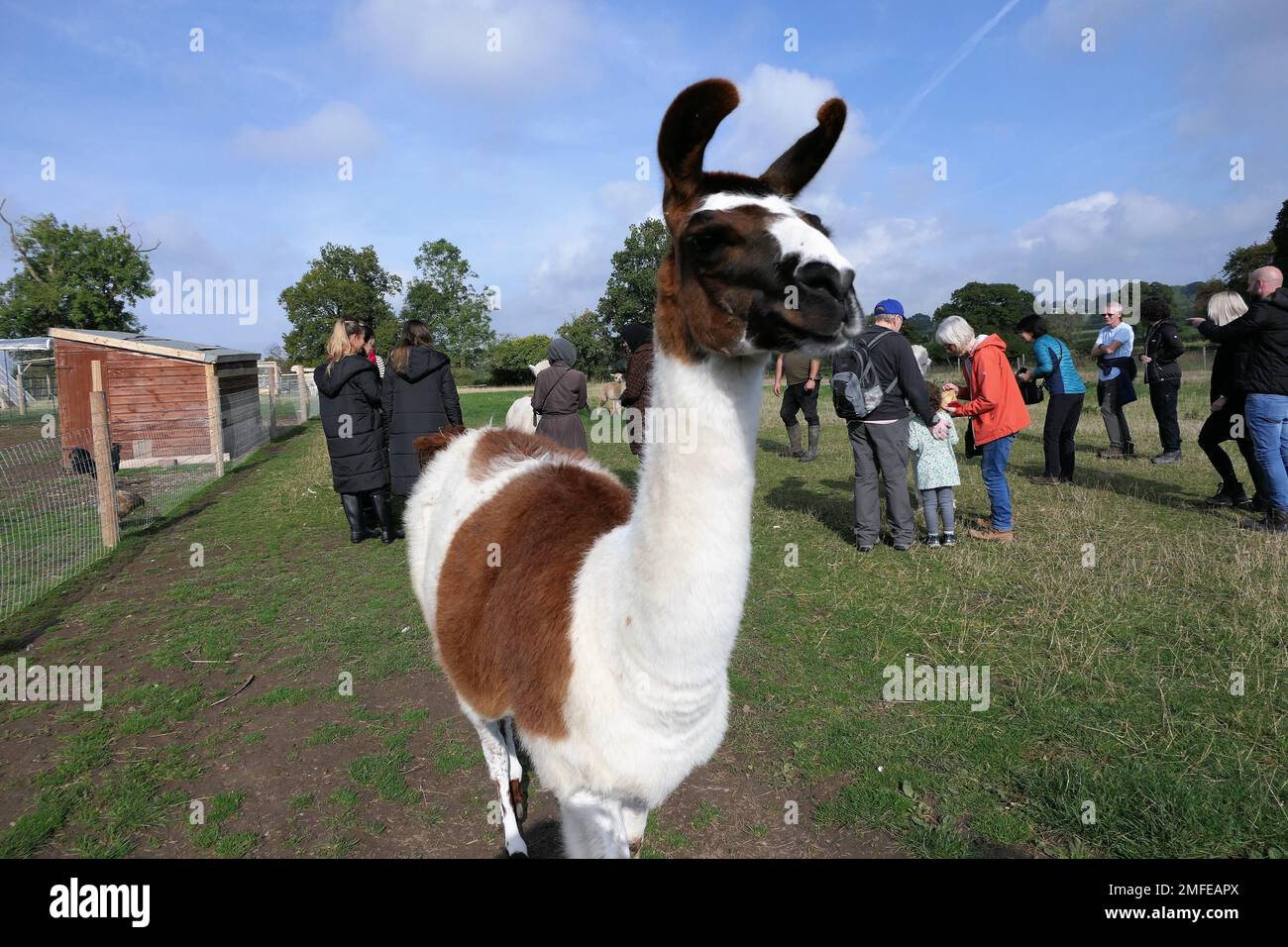 Alpaca assisted activities hi-res stock photography and images - Alamy