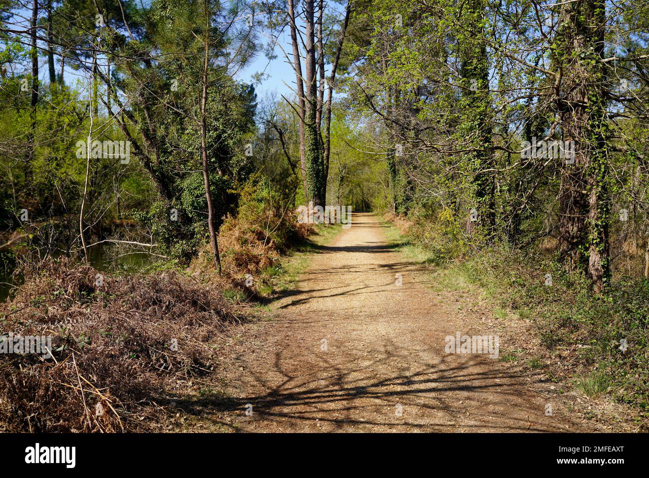 pathway woodland forest pathway in pine trees in hostens Gironde France ...