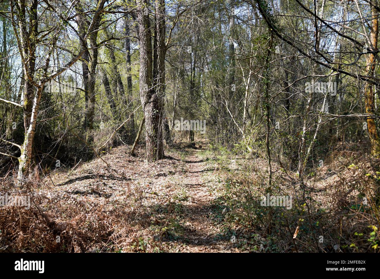 Pathway in natural park in hostens pine forest in Gironde France Stock ...