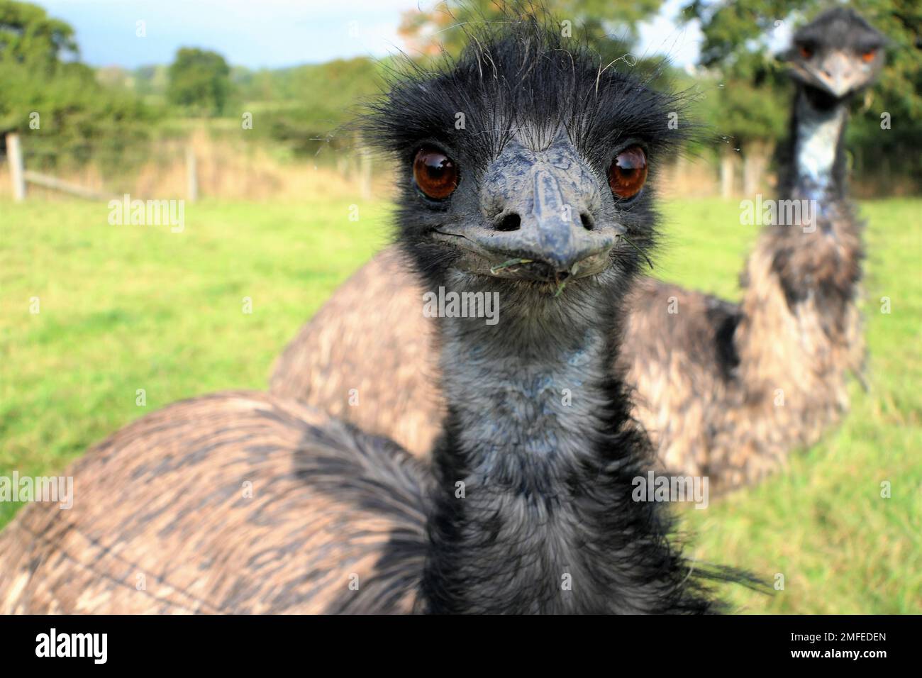 alpaca farm, emus Stock Photo - Alamy