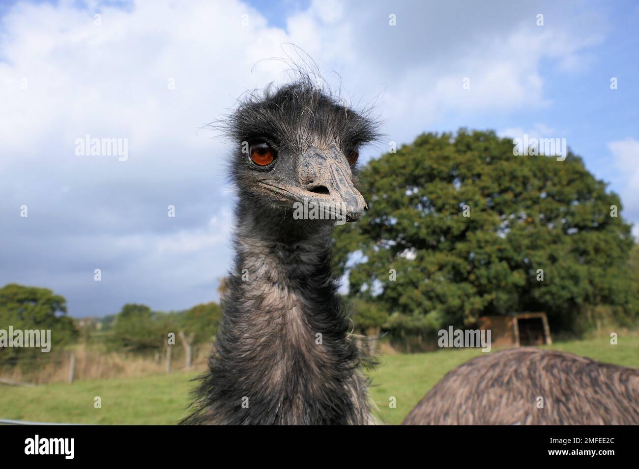 Middle brown farm hi-res stock photography and images - Alamy