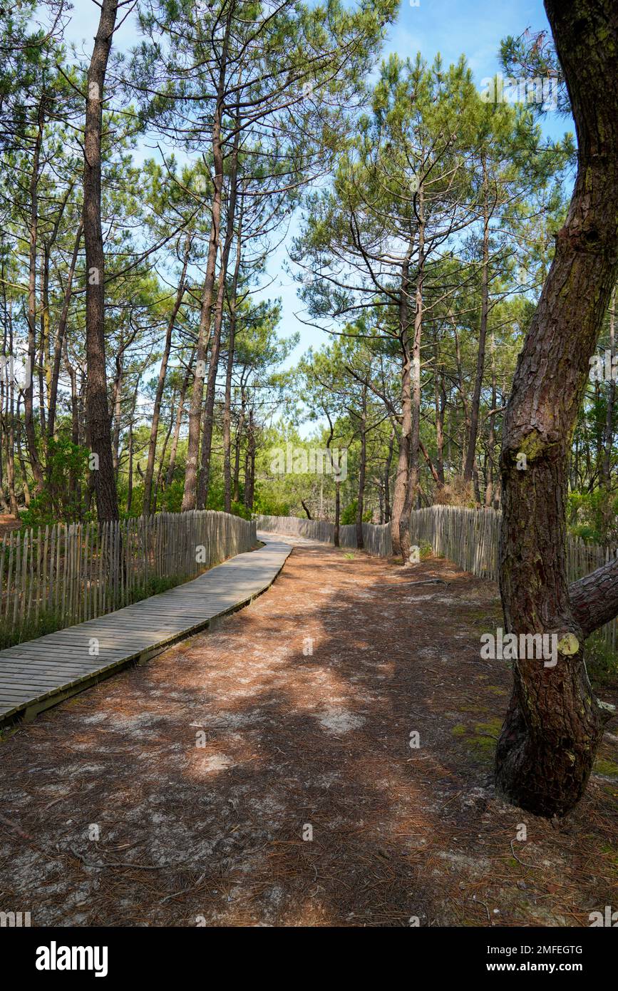 dunes sea access on bright summer day view on pines forest in Cap ...