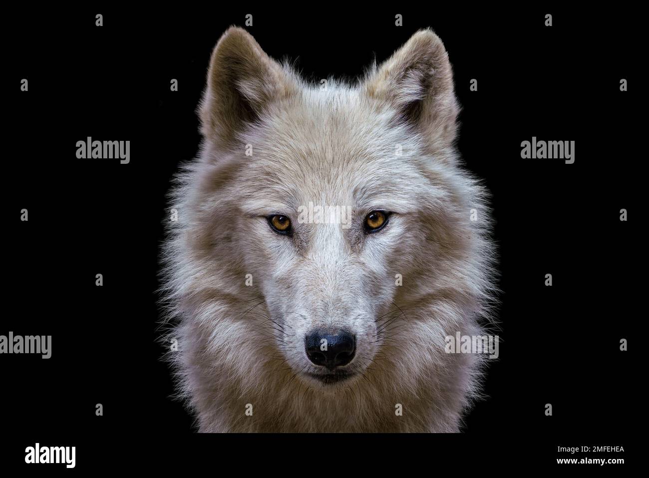 Portrait of arctic wolf isolated on black background. Polar wolf Stock ...