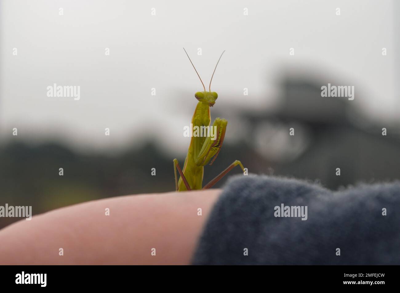 Praying mantis resting on a persons hand Stock Photo - Alamy